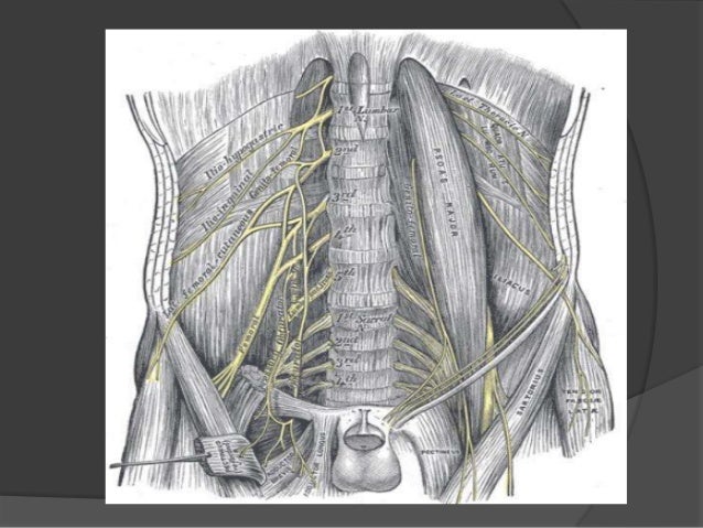 Psoas Abscess Anatomy Psoas Abscess | Image | Radiopaedia.org