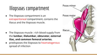Psoas Abscess Anatomy