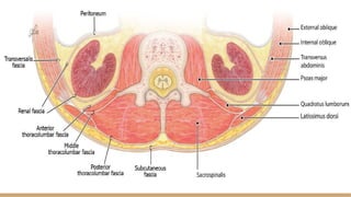 Psoas abses in adult pediatric and management | PPTX