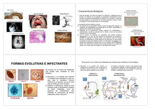 DIAPOS PARASITOLOGÍA MÉDICA PARCIAL TEO.pdf