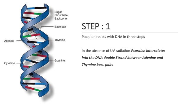 Psoralen.pptx | Skin and Dermatology | Diseases and Conditions