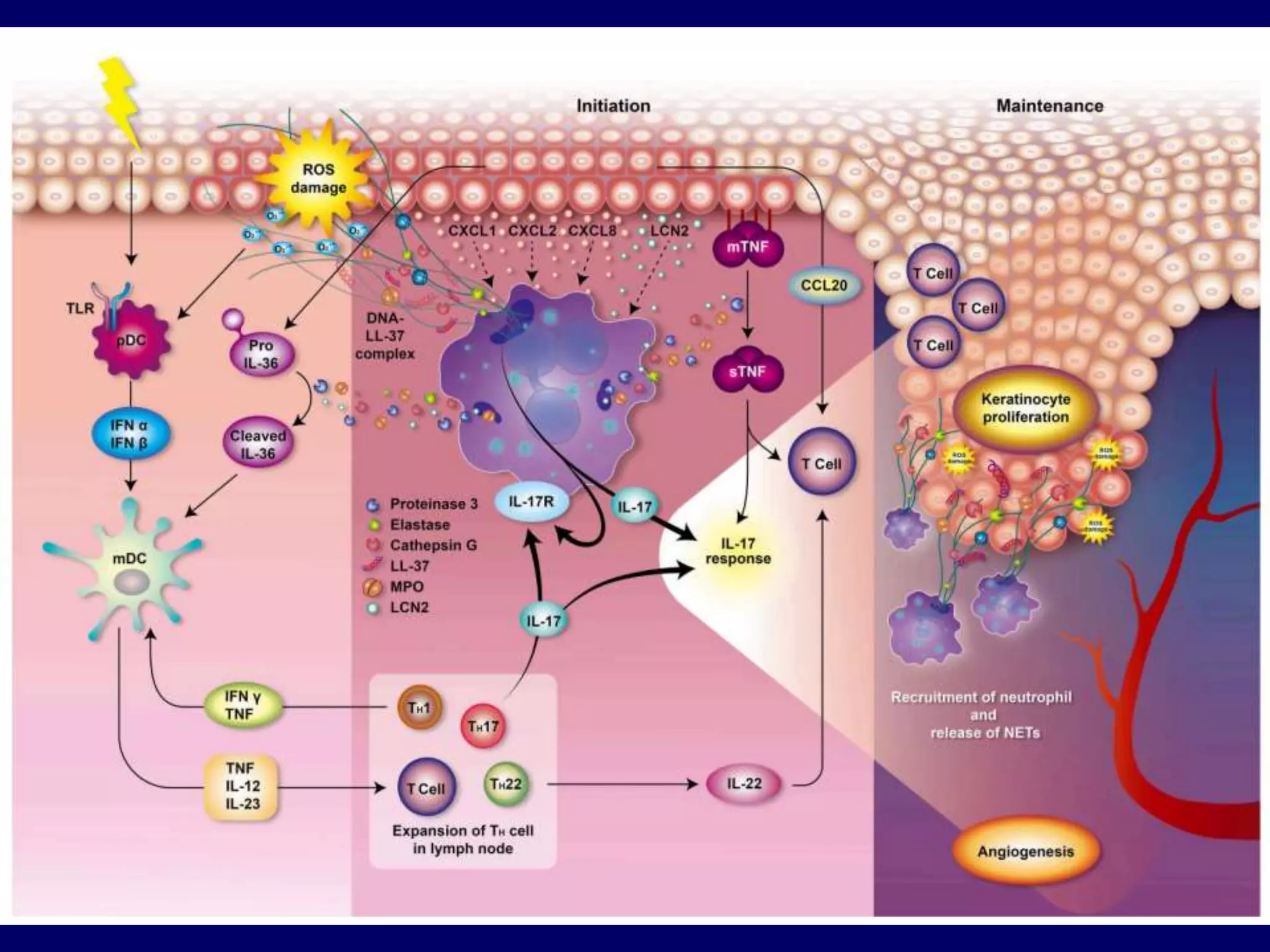 Psoriasis khyzhnyak | PPT