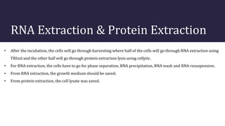 Production of a recombinant therapeutic protein presentation | PPTX