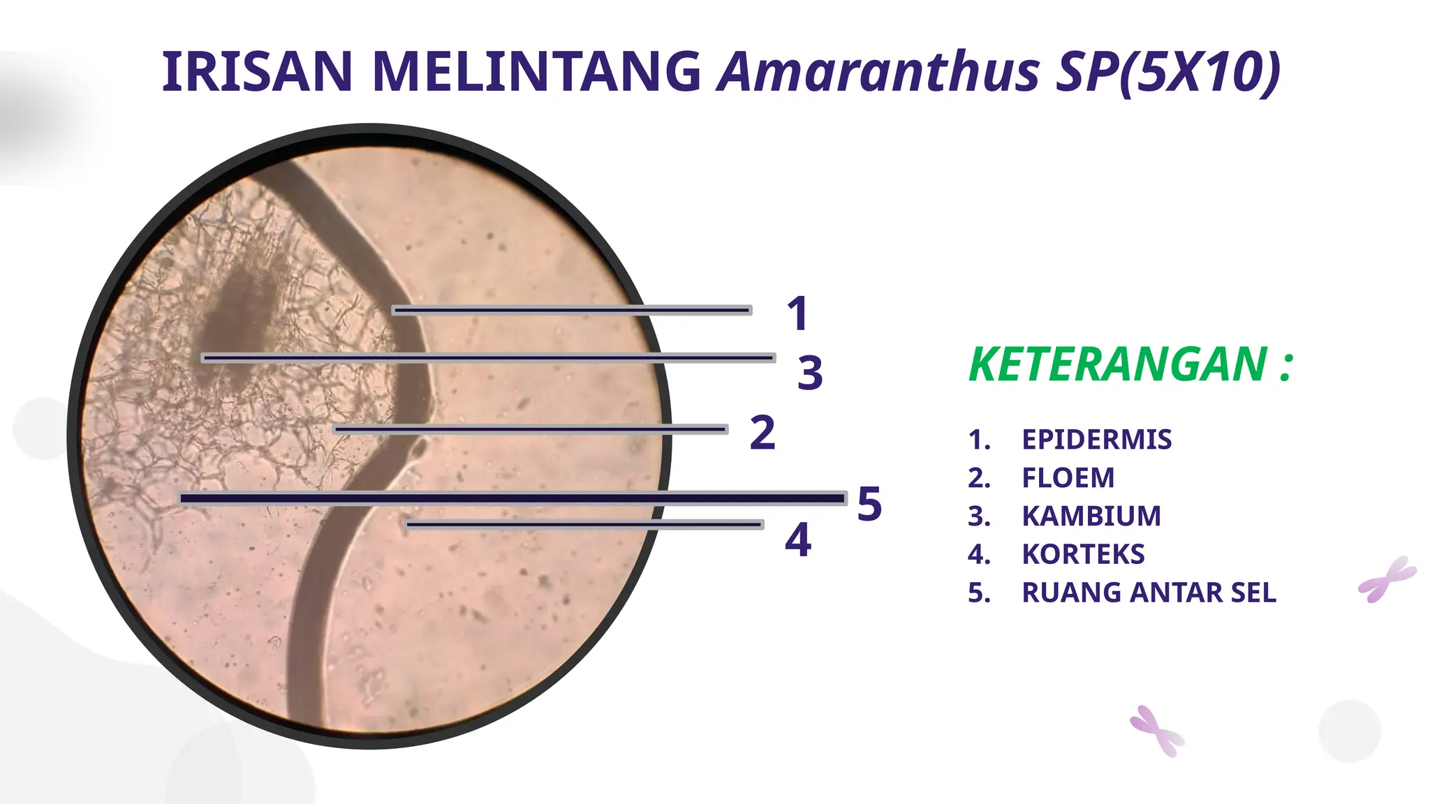 POWER POINT TEXT RESPONSI ANATOMI TUMBUHAN.pptx