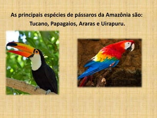 Pássaros da amazônia | PPTX