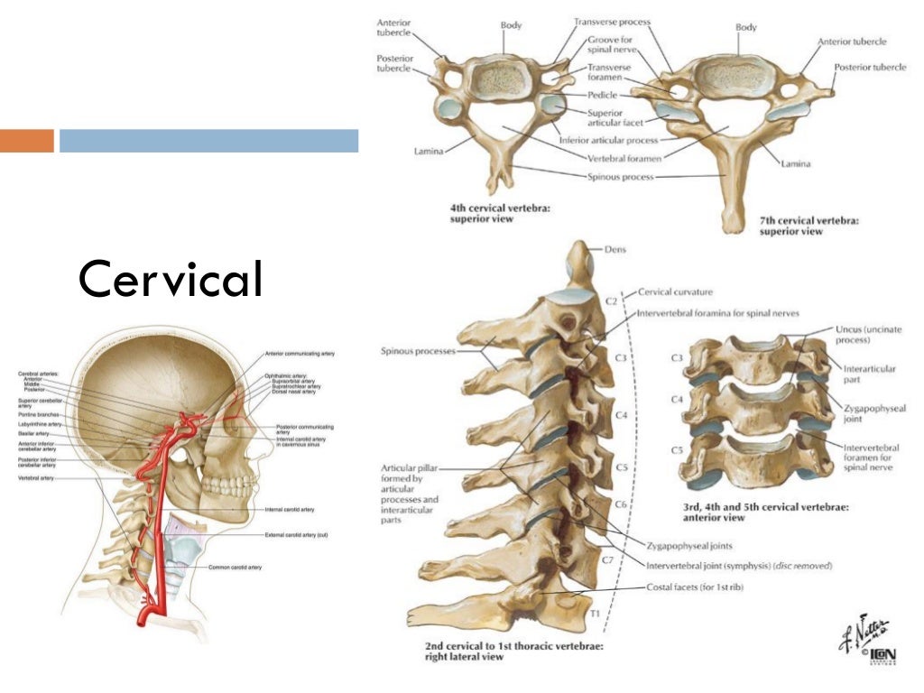 PS SESSION BACK EXAMINATION
