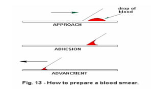 Peripheral smear STAINING.pptx