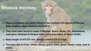 Wildlife in Pakistan | PPTX