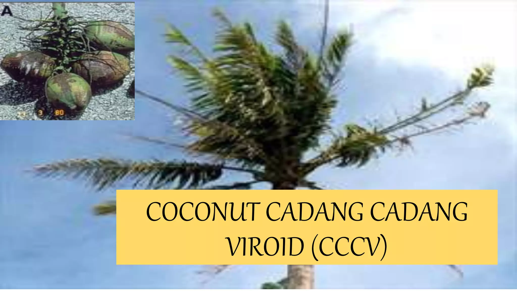 viroid diseases (potato spindle tuber viroid disease),coconut cadang ...