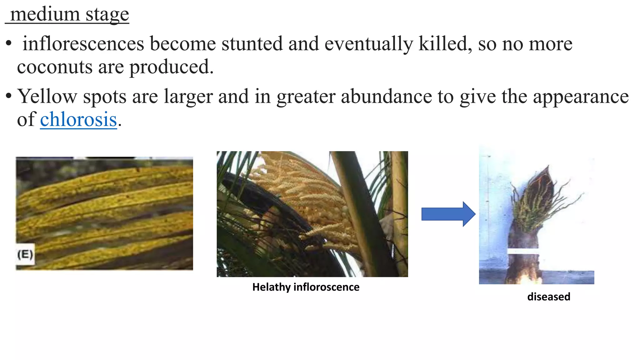 viroid diseases (potato spindle tuber viroid disease),coconut cadang ...