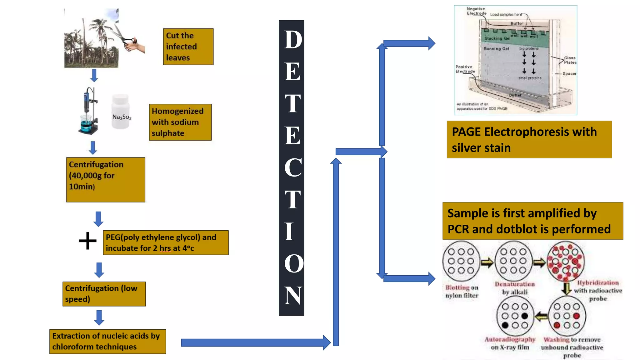 viroid diseases (potato spindle tuber viroid disease),coconut cadang ...