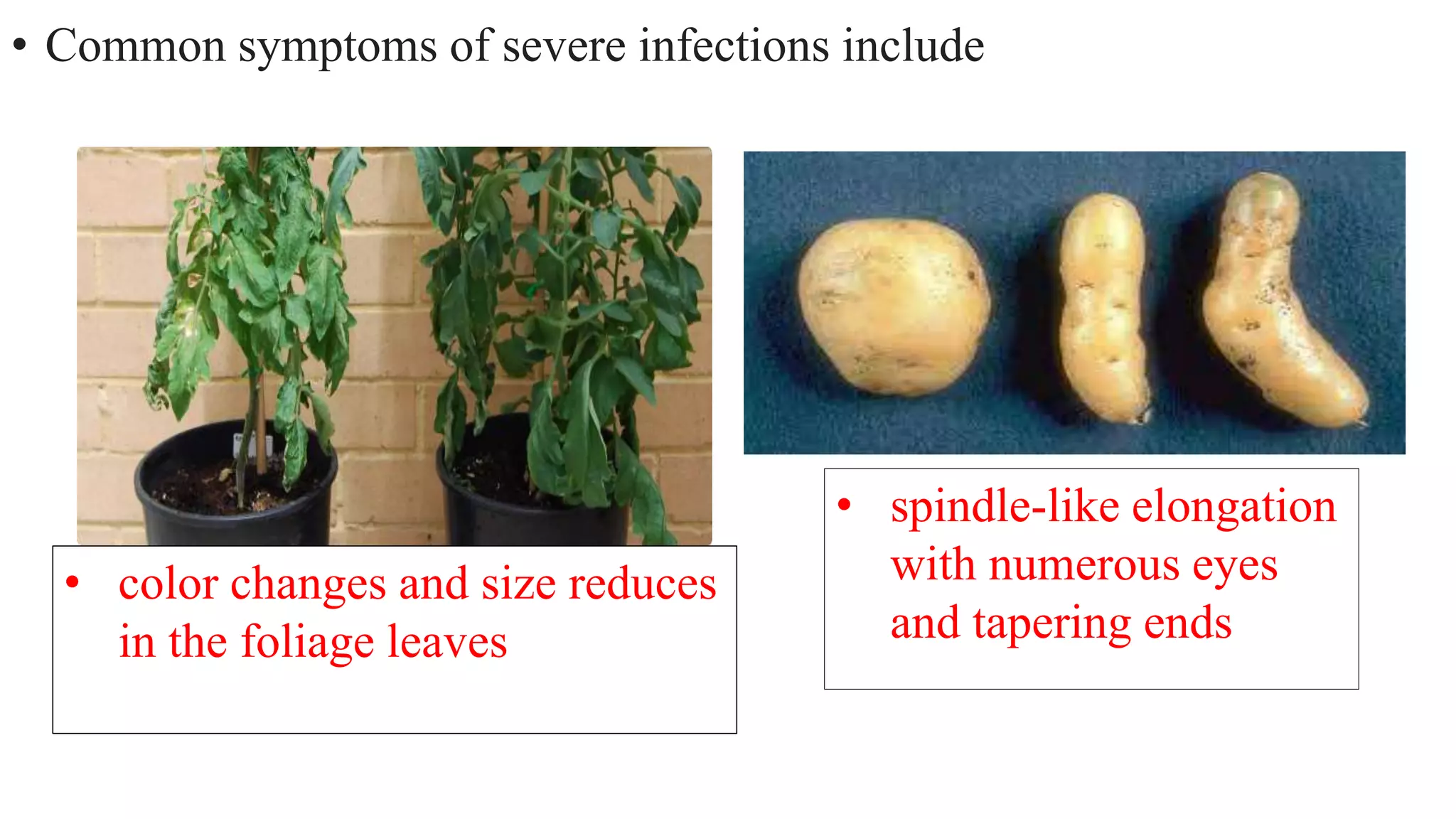 viroid diseases (potato spindle tuber viroid disease),coconut cadang ...