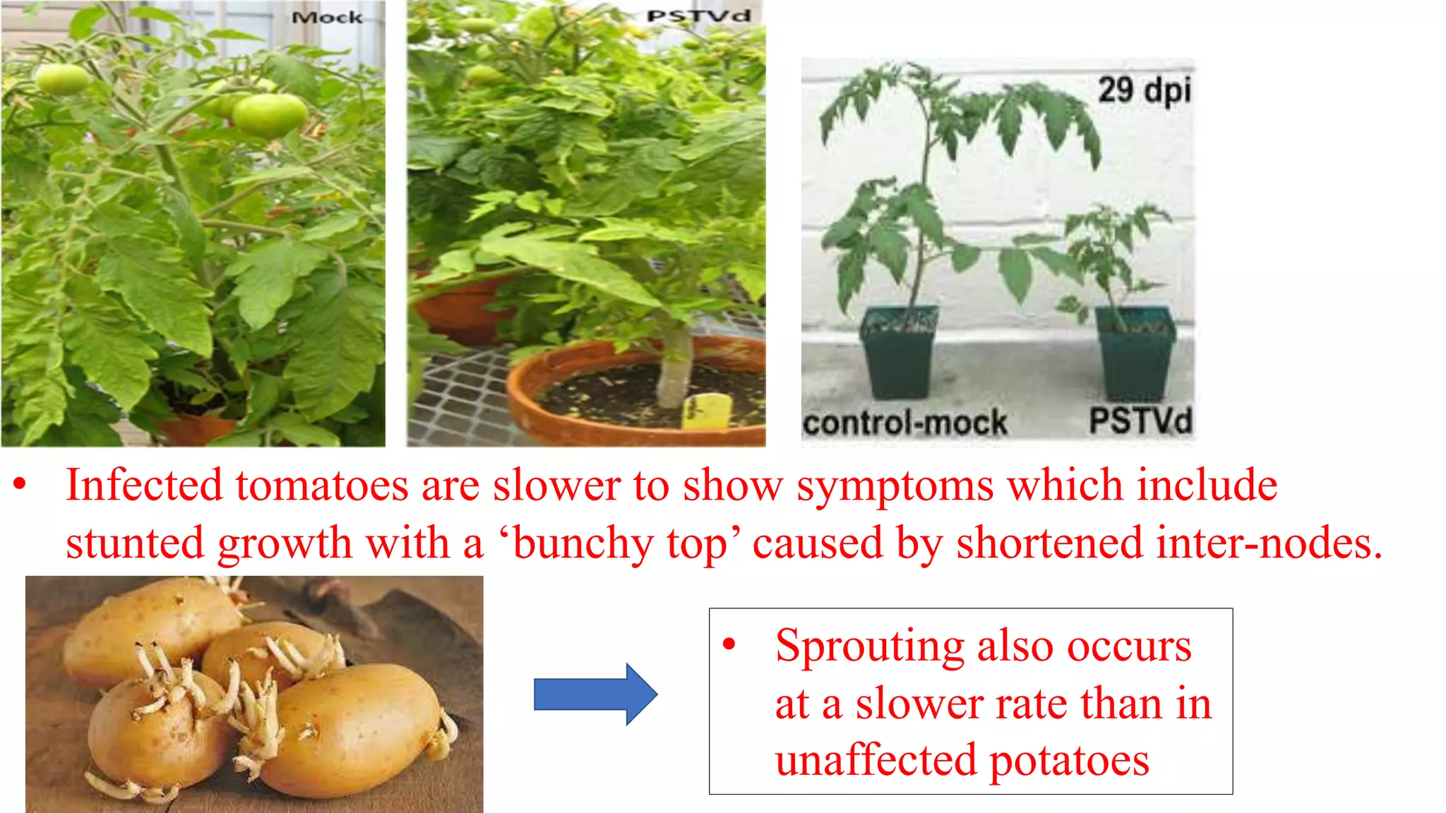 viroid diseases (potato spindle tuber viroid disease),coconut cadang ...