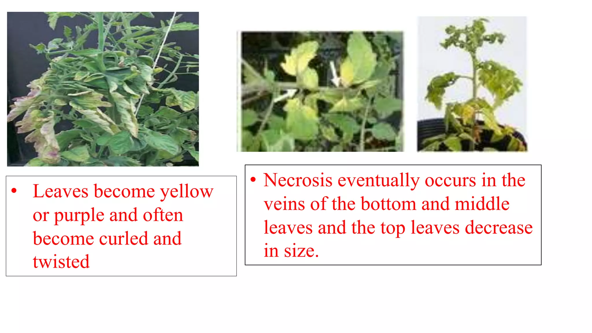 viroid diseases (potato spindle tuber viroid disease),coconut cadang ...