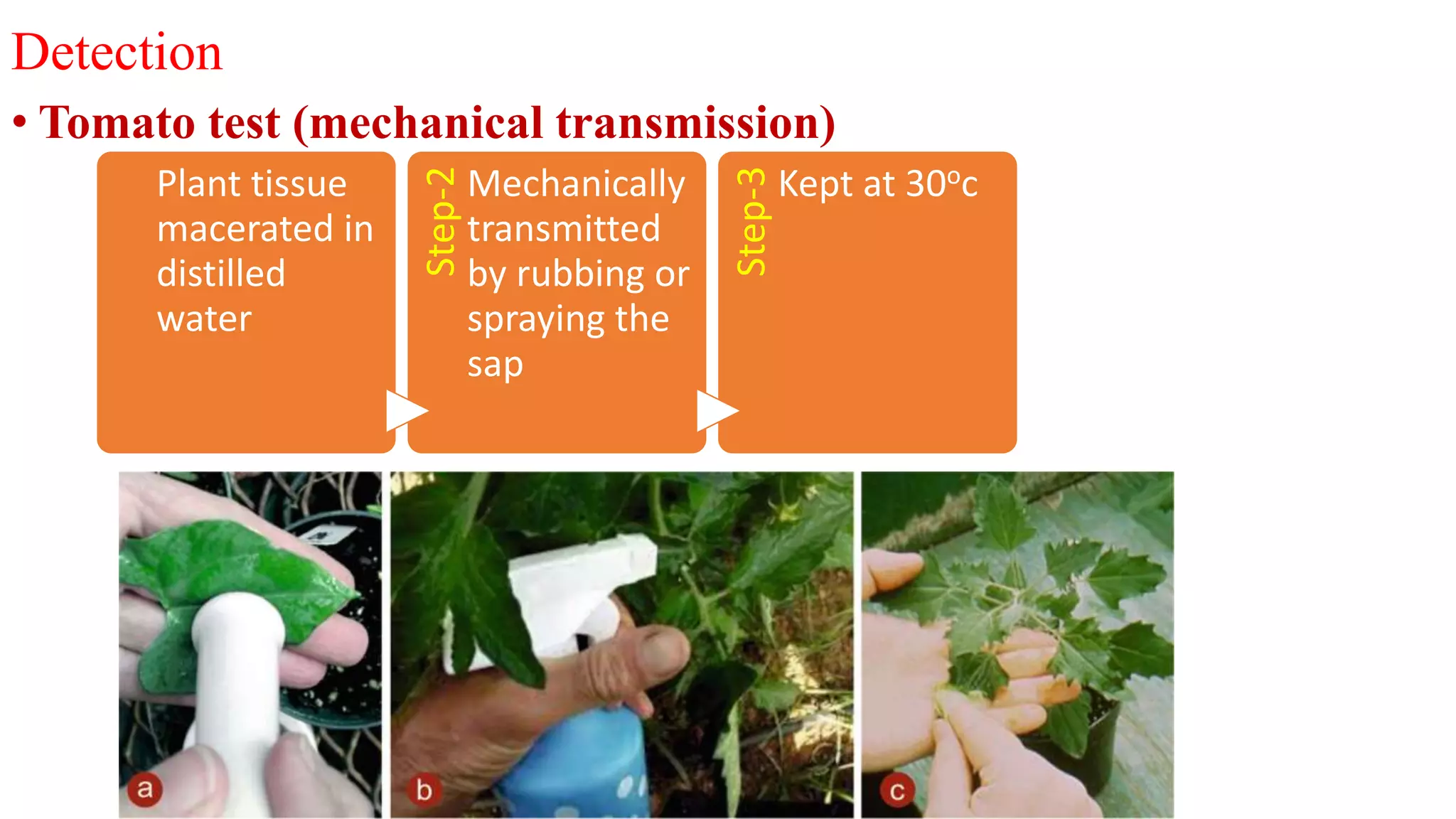 viroid diseases (potato spindle tuber viroid disease),coconut cadang ...