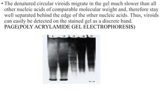 viroid diseases (potato spindle tuber viroid disease),coconut cadang ...