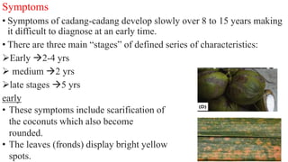 viroid diseases (potato spindle tuber viroid disease),coconut cadang ...