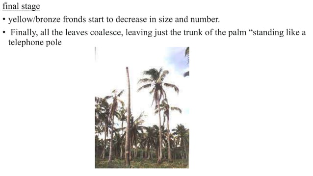 viroid diseases (potato spindle tuber viroid disease),coconut cadang ...