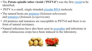 viroid diseases (potato spindle tuber viroid disease),coconut cadang ...