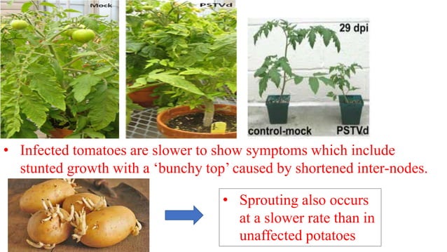viroid diseases (potato spindle tuber viroid disease),coconut cadang ...