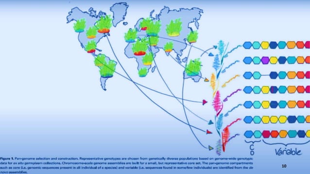 Role of Pangenomics for crop Improvement | PPTX | Genetics | Science