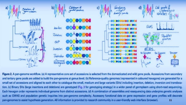 Role of Pangenomics for crop Improvement | PPTX | Genetics | Science