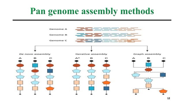 Role of Pangenomics for crop Improvement | PPTX | Genetics | Science