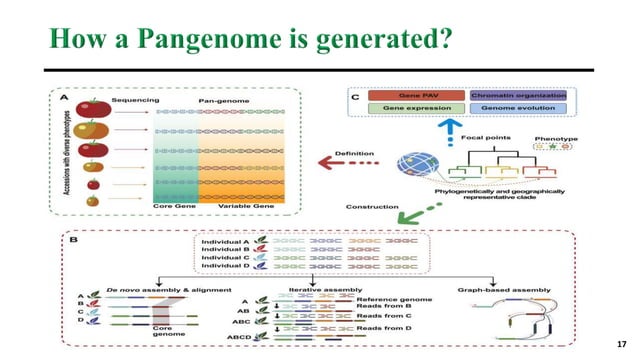 Role of Pangenomics for crop Improvement | PPTX | Genetics | Science