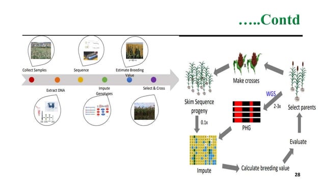 Role of Pangenomics for crop Improvement | PPTX | Genetics | Science
