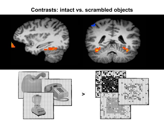 Introduction to fMRI | PPTX | Chemistry | Science