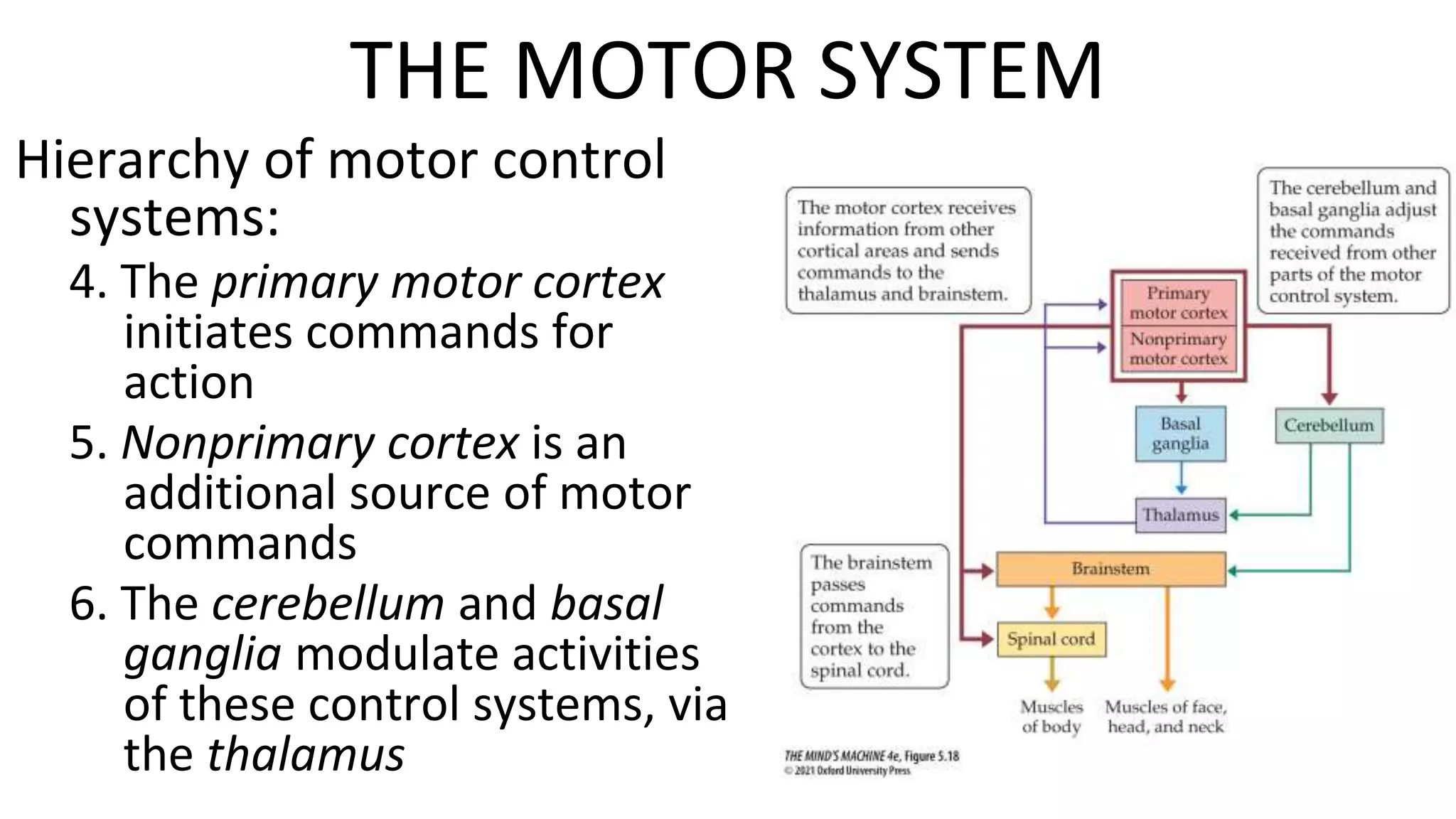 PSY-2 Ch05 The Sensorimotor System | PPTX