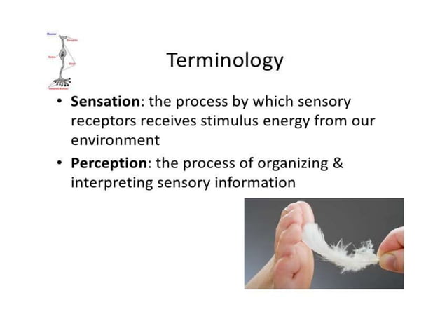 Attention, Sensation, Perception, Memory, Forgetting | PPTX