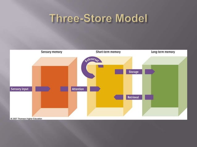 Psyc 1101 Chapter 7 Memory 3 Store Model | PPT