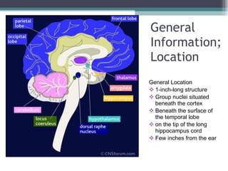 Psych Amygdala Presentation | PPT