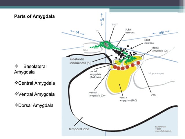 Psych Amygdala Presentation | PPT