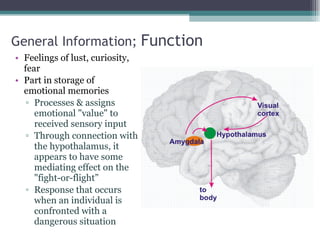 Psych Amygdala Presentation | PPT