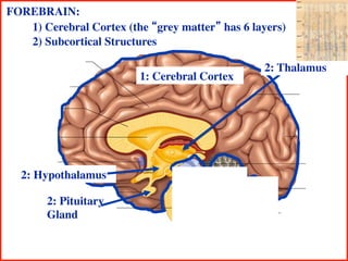 Brain basic | PPT