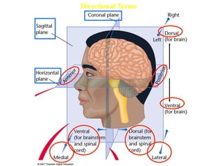 Brain basic | PPT