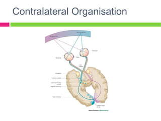 Psych11 bloa - localisation of brain function- exterior structure | PPT