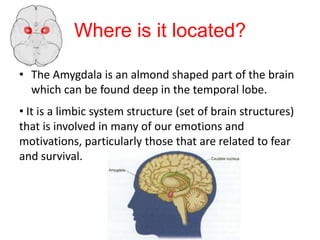 The Amygdala: Julie & Eva D | PPTX | Brain and Nervous System Disorders ...