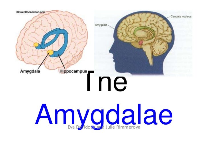 The Amygdala: Julie & Eva D