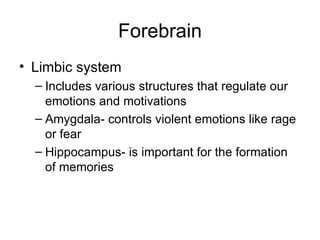 Psychology Chapter 6 | PPT | Brain and Nervous System Disorders ...