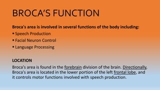 Psycholinguistics | PPT