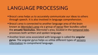 Psycholinguistics | PPT