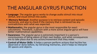 Psycholinguistics | PPT
