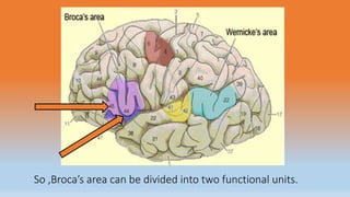 Psycholinguistics | PPT