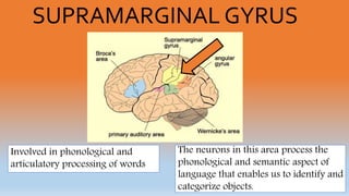 Psycholinguistics | PPT