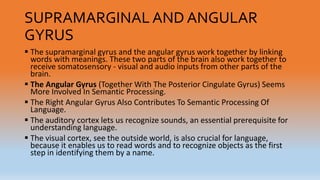 Psycholinguistics | PPT
