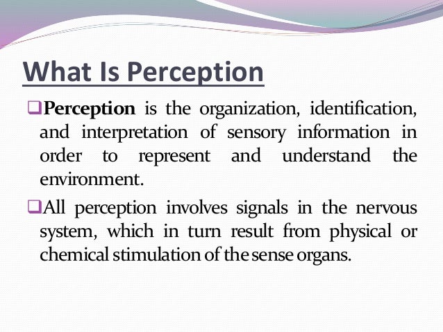 Perception definition anatomy - gilitfilter