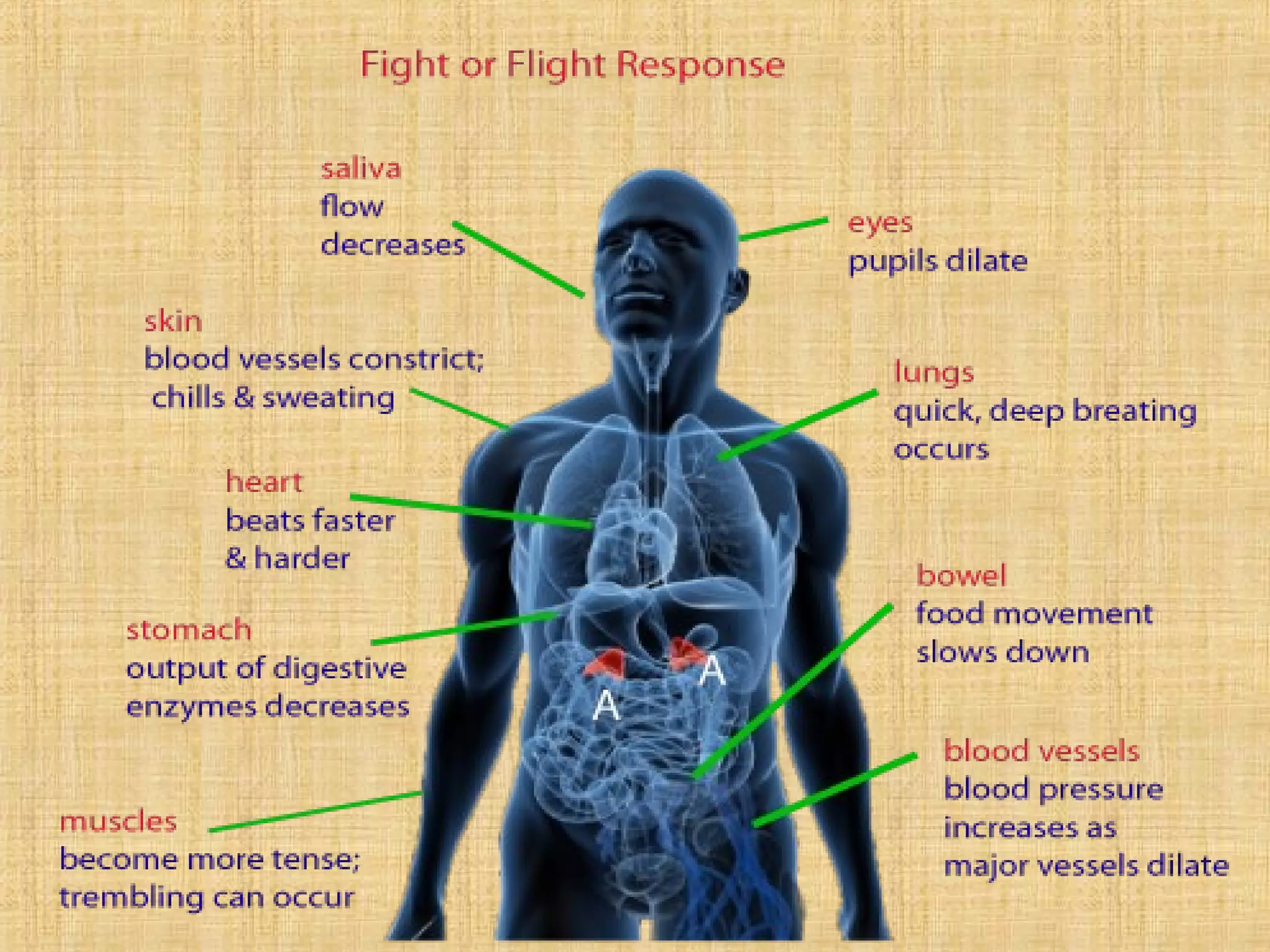 Psychological reactions to stress | PPT